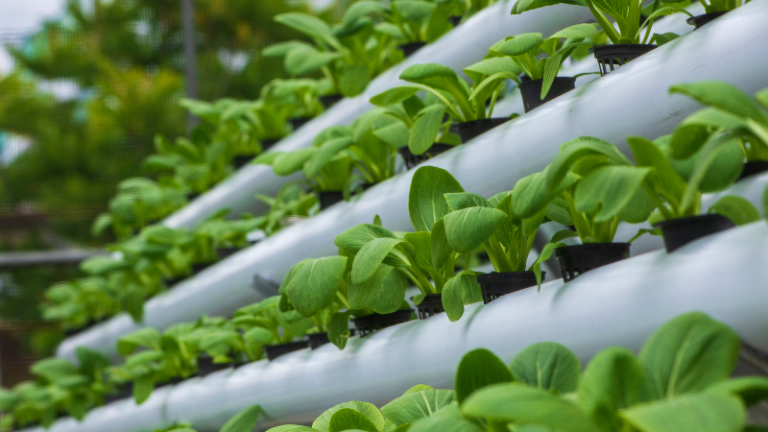 Hydroponics for Beginners: A Complete Guide to Growing Plants Without ...