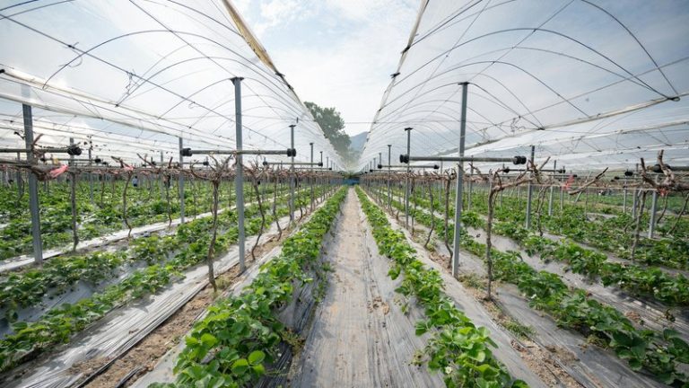 Vertical Farming Energy Efficiency: Stats & Solutions (2026 Update ...